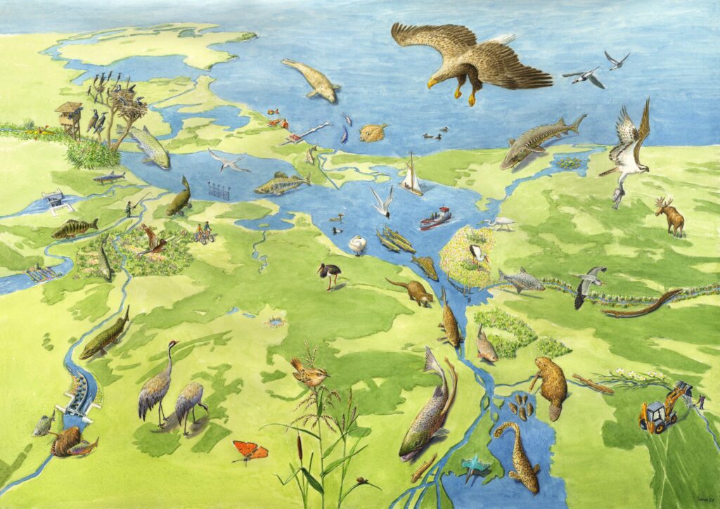 What we do - Rewilding Oder Delta