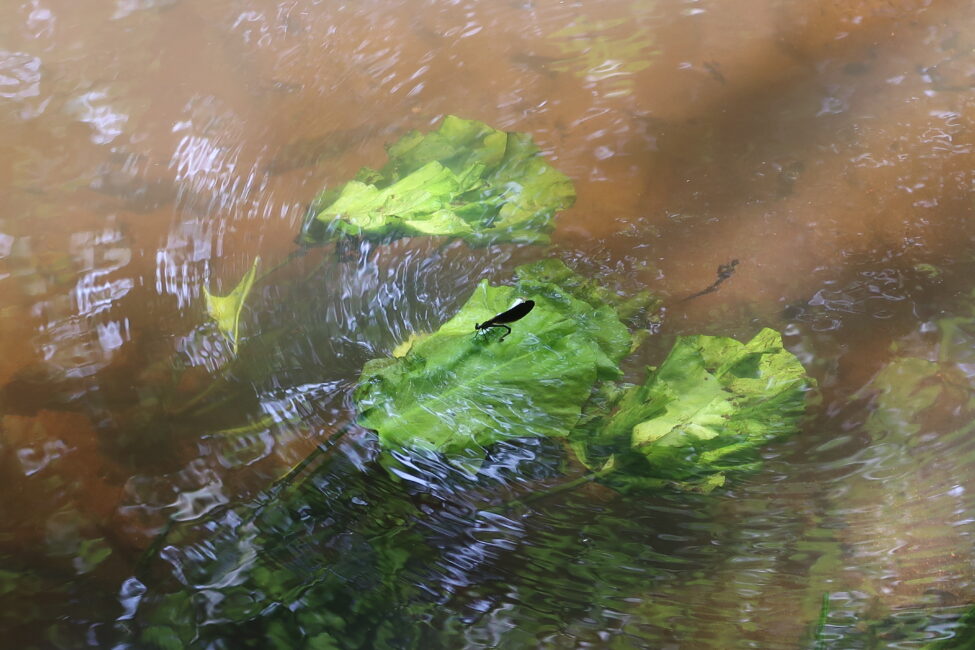 World Rivers Day: Rewilding of the Ina River supported by the Open ...