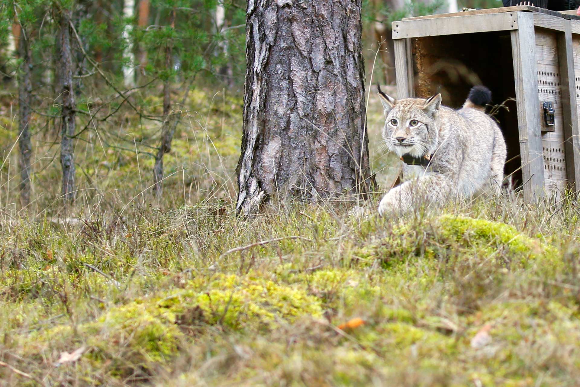 Juvenile lynx release to diversify population genetics in northwest ...