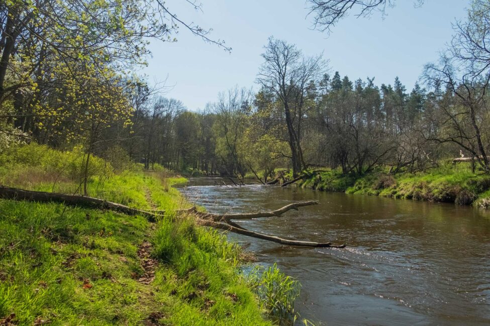 Earth Day with Rewilding Oder Delta - Rewilding Oder Delta