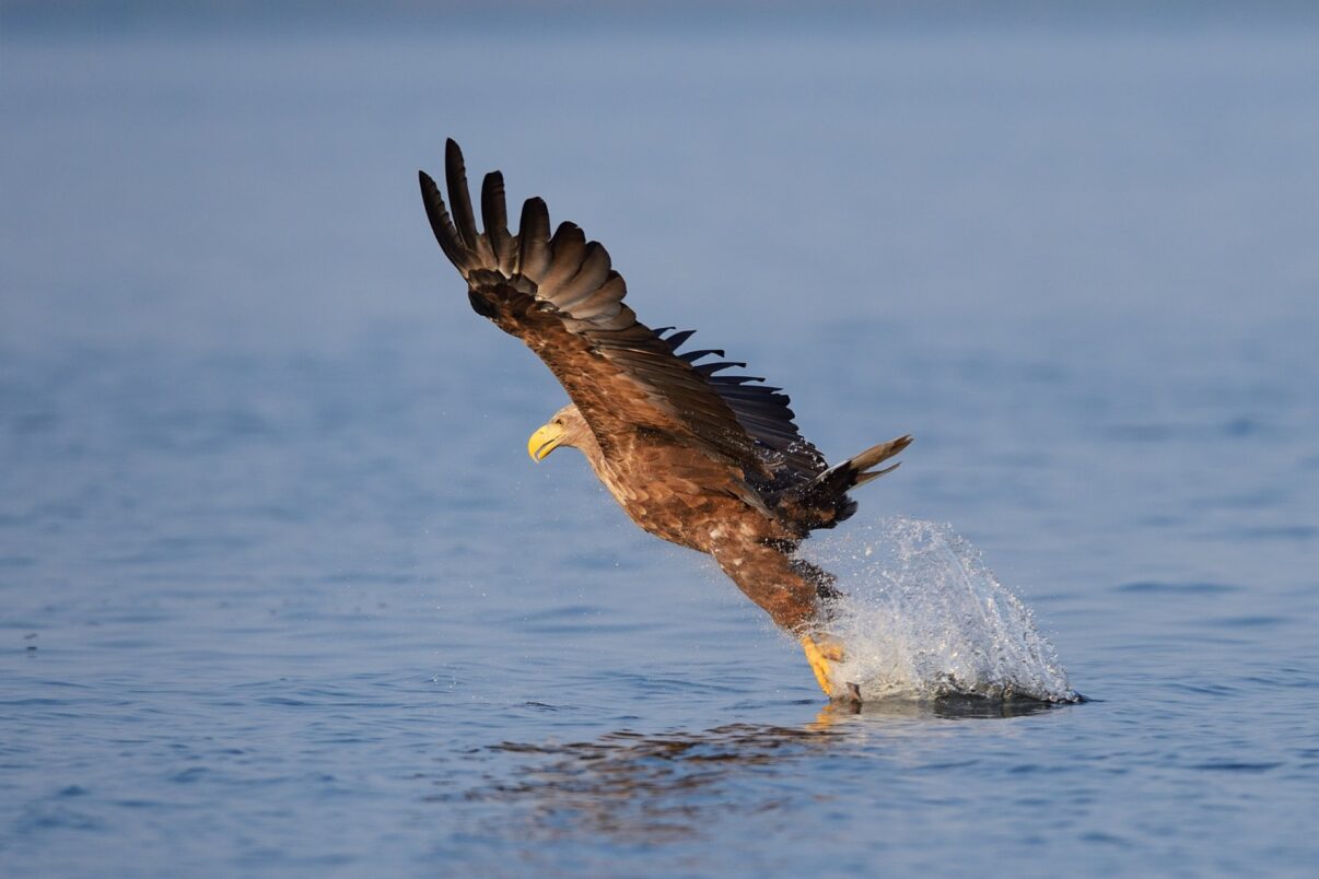 EnviroSustain x Rewilding Europe collaboration: the first visit to the ...