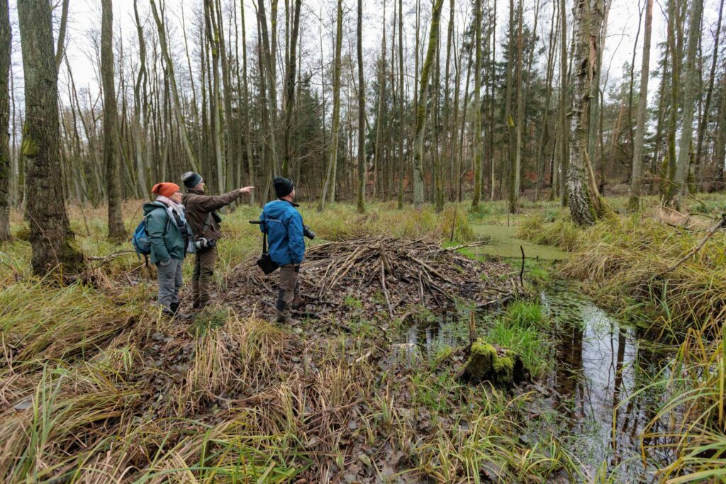 Rewetting the Oder Delta: a step forward for Europe’s wetlands ...